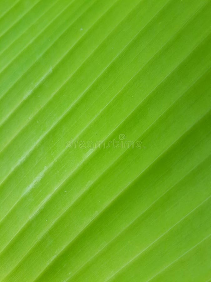 Banana leaf stock photo. Image of natural, closeup, healthy - 46473454