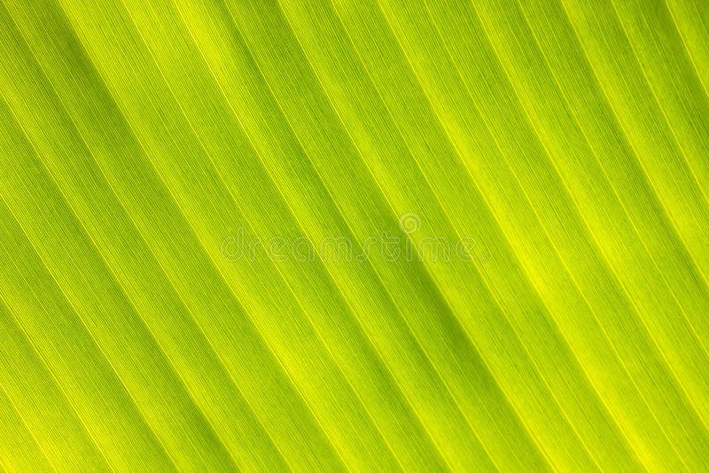 Banana Textures Inside Square Shapes Stock Image - Image of abstract ...
