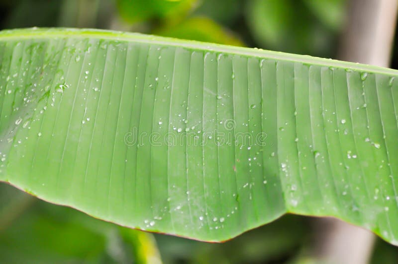 Banana Leaf or Banana Plant, Banana Tree and Rain Drop Stock Image ...