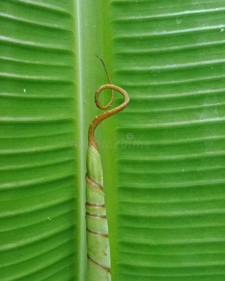 Banana Leaf Shoots, Still Shaped Like a Rope and Contain Sap Stock ...