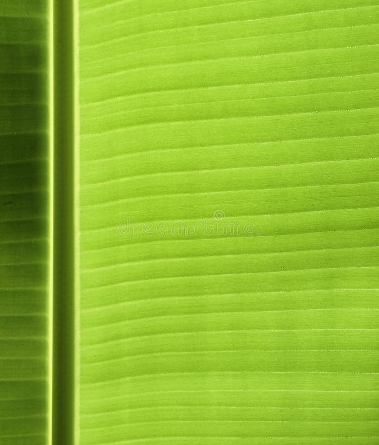 Banana leaf texture stock image. Image of life, tropical - 2909163