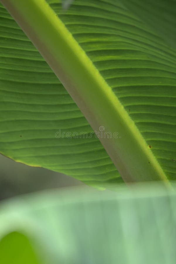 Banana Leaf Texture: Parallel Veins Stock Image - Image of foliage ...