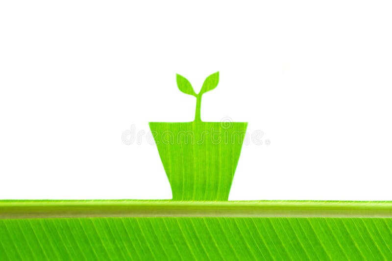 Banana Leaf Textured, Draw Sprout Stock Image - Image of pattern ...