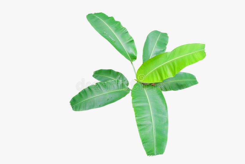 Banana Leaf Tree Top View Isolated on White Stock Photo - Image of ... Banana Leaf Tree Top View Isolated on White Stock Photo - Image of ...