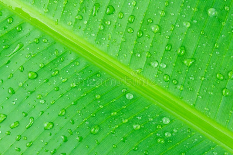 2,616 Textured Banana Leaves Stock Photos - Free & Royalty-Free Stock ...