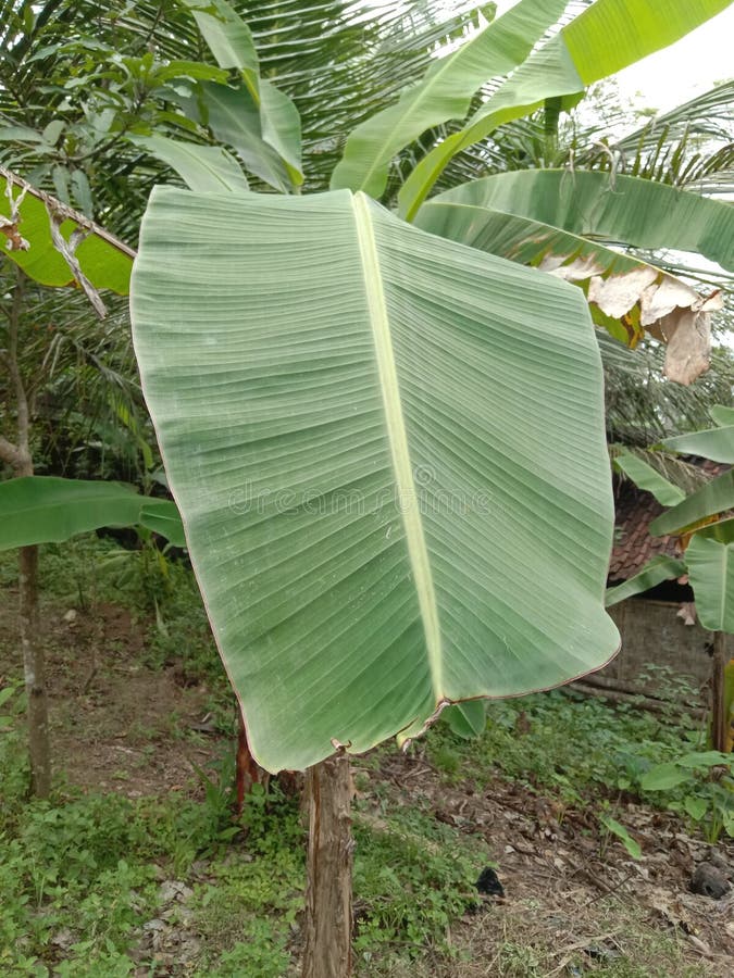 Banana Leaves with a Wide Textured Surface Cover the Tree Trunk Stock ...