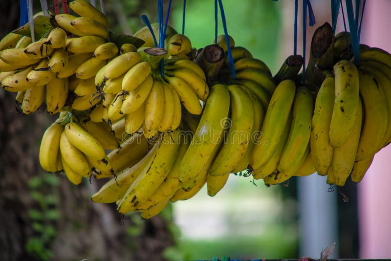 Local Banana from Indonesia Stock Image - Image of food, banana: 182090851