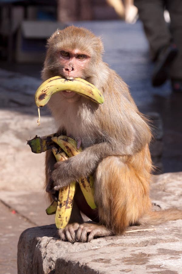 Small Monkey Eating a Mango Stock Photo - Image of mango, mammal: 28464458
