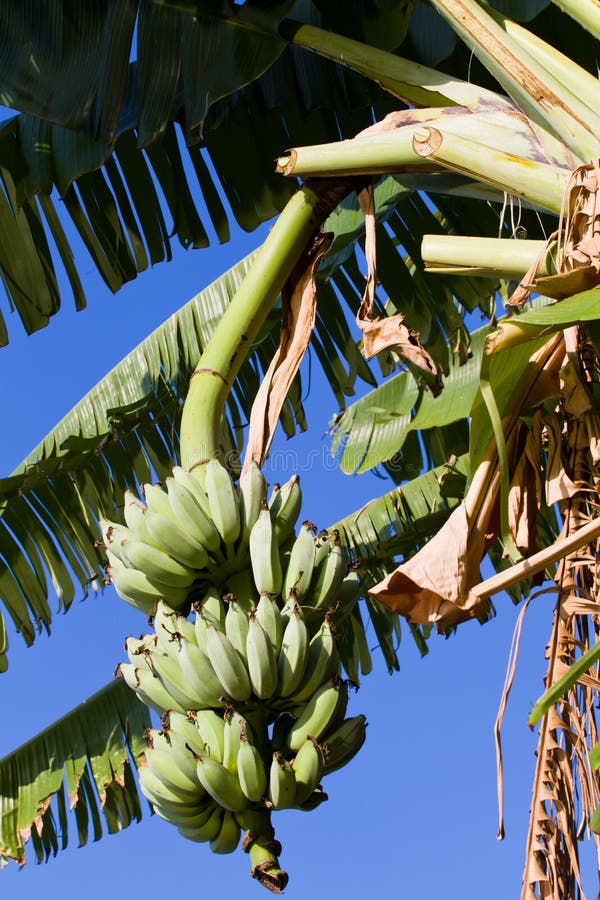 Banana stock image. Image of organic, organically, banana - 50631221