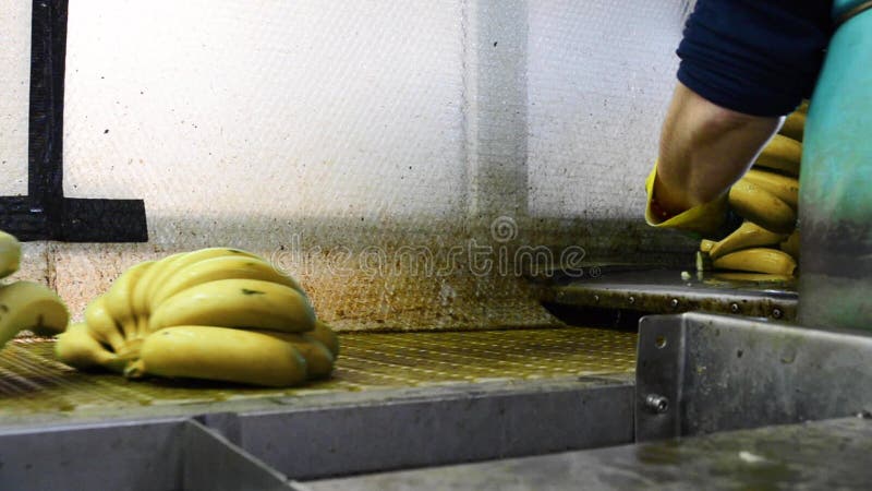 Banana during Packing Process, Banana on Conveyor Belt on Packing Line ...