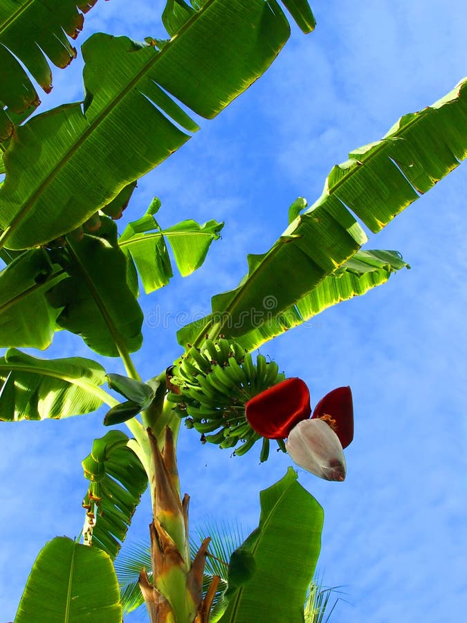 Banana palm tree stock photo. Image of leaf, exotic, hawaii - 88708