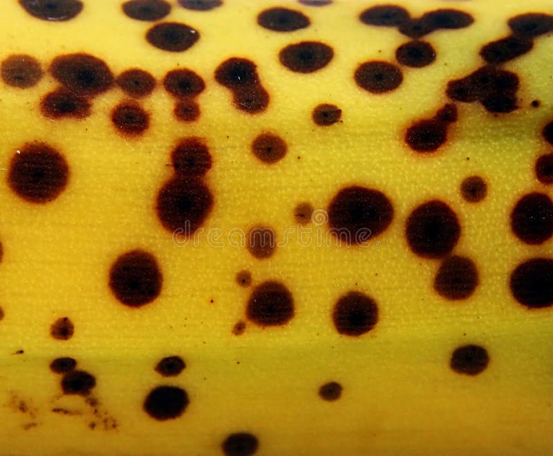 Banana Peel Pattern stock photo. Image of irregular, yellow - 251464