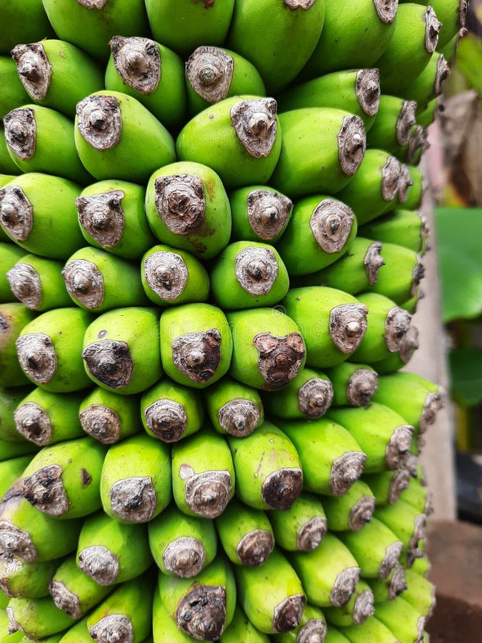 Banana Picture. a Long, Green Banana Stock Photo - Image of sebuah ...