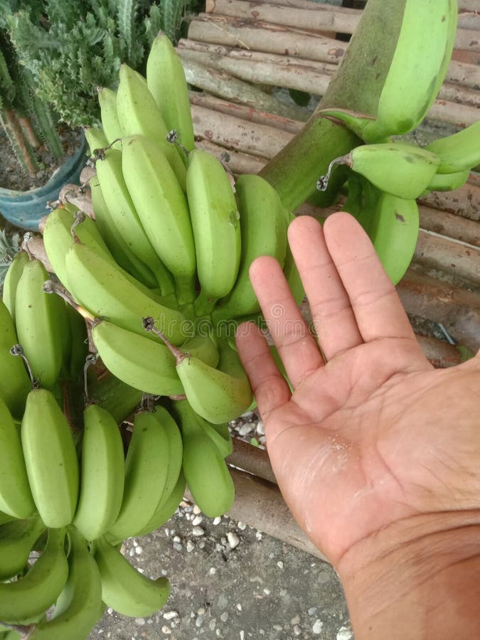 Banana pisang muda stock image. Image of kecil, green - 287639221