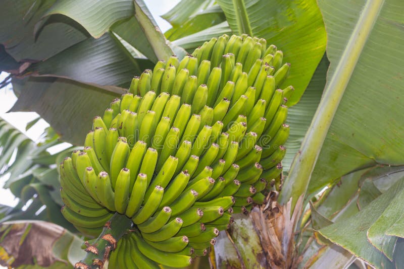 Green Babanas Stock Photos - Free & Royalty-Free Stock Photos from ...