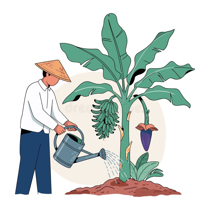 Banana Plant Cultivation Flat Vector Stock Vector - Illustration of ...