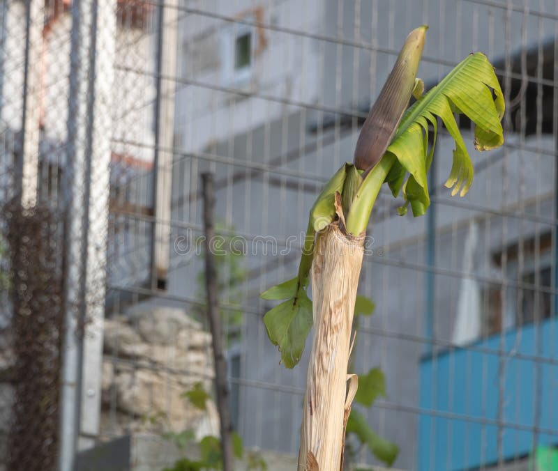A Banana Plant with Flower Spike in the Spring Time Stock Photo - Image ...