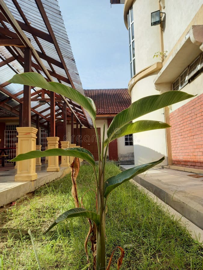 Banana plant is on growing stock photo. Image of banana - 267036476