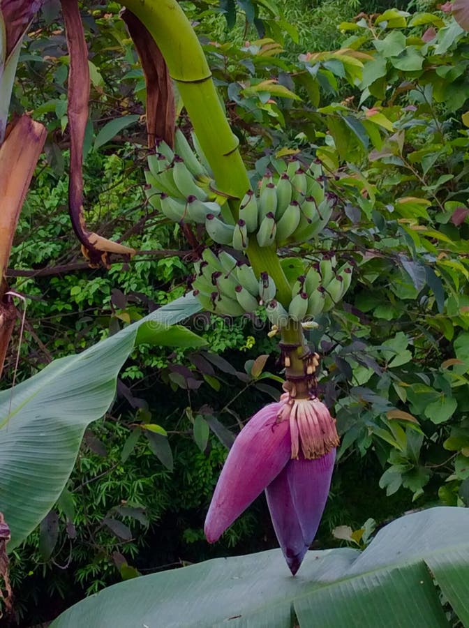 Banana Most Bananas are Eaten. Editorial Photo - Image of variety, wong ...