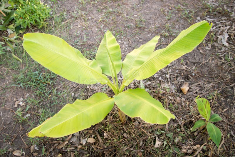 Banana plant stock photo. Image of garden, tropical, palm - 53163000