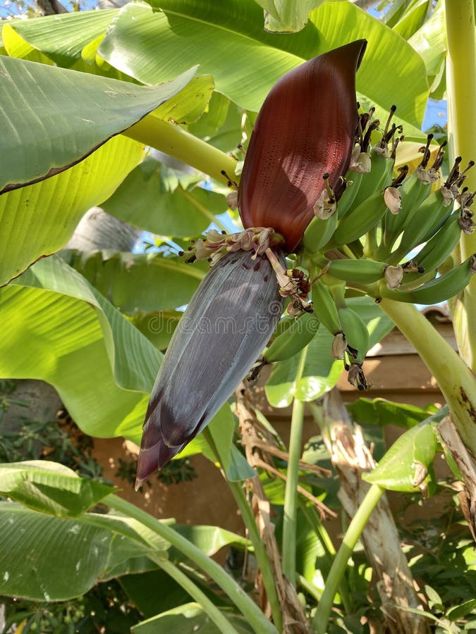 Banana plant, Musa. stock photo. Image of botanic, food - 243648978