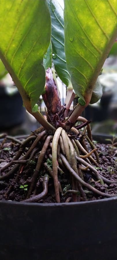 Banana Plant Roots in Plastic Pots Stock Photo - Image of pots, roots ...
