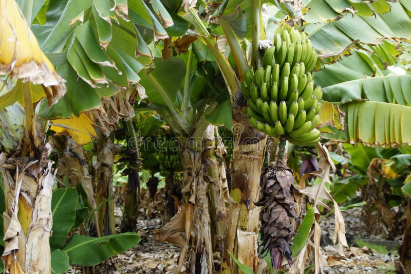 Banana, Plant, Saba Banana, Matoke Stock Photo - Image of banana ...