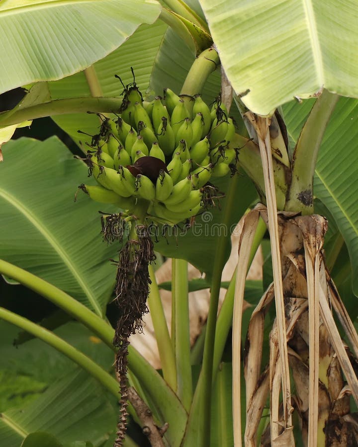 Banana or Plantain Fruit Close Up Its Own Tree Stock Photo - Image of ...