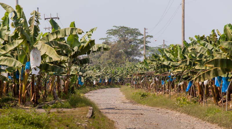 Banana plantation editorial stock photo. Image of agriculture - 69564218