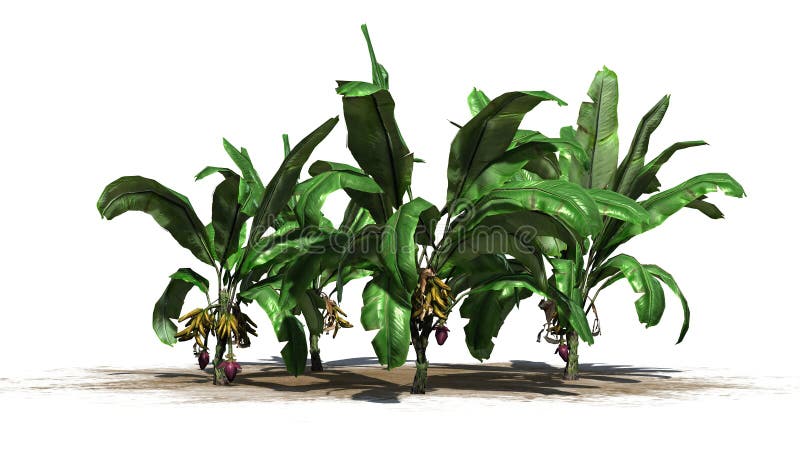 Banana Plants Isolated on White Background Stock Illustration ...