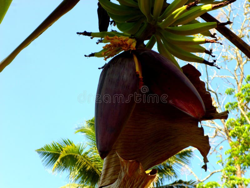 Opened Banana Pod Stock Photos - Free & Royalty-Free Stock Photos from ...