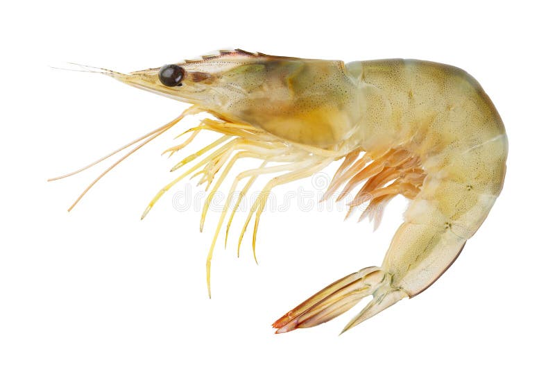 Indicus Penaeus Stock Photos - Free & Royalty-Free Stock Photos from ...