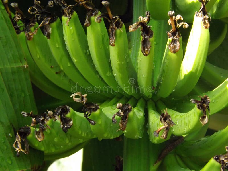 Banana Production stock photo. Image of production, bananas - 46520830
