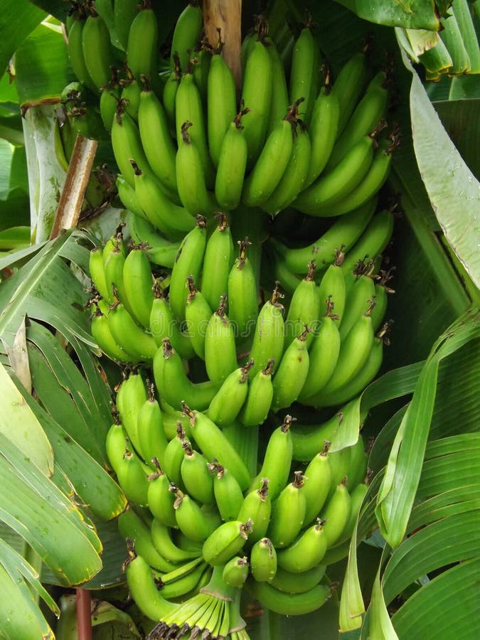 Banana Production stock photo. Image of production, bananas - 46520830