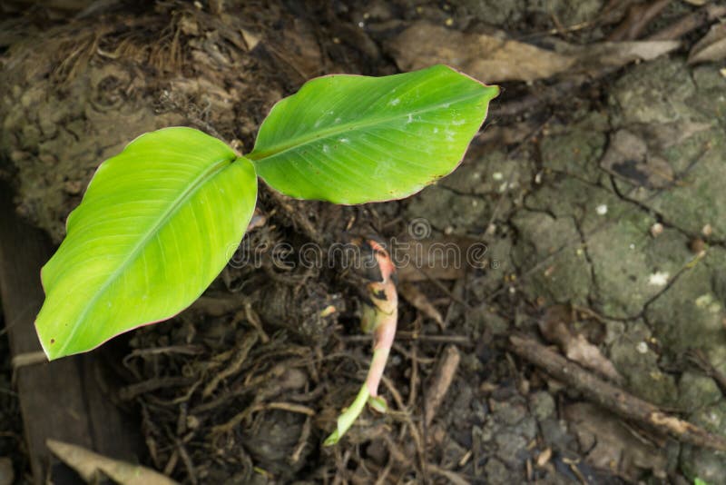 131 Banana Rhizome Stock Photos - Free & Royalty-Free Stock Photos from ...