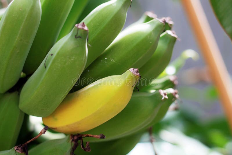 Banana ripe on tree stock image. Image of food, bananas - 137802629