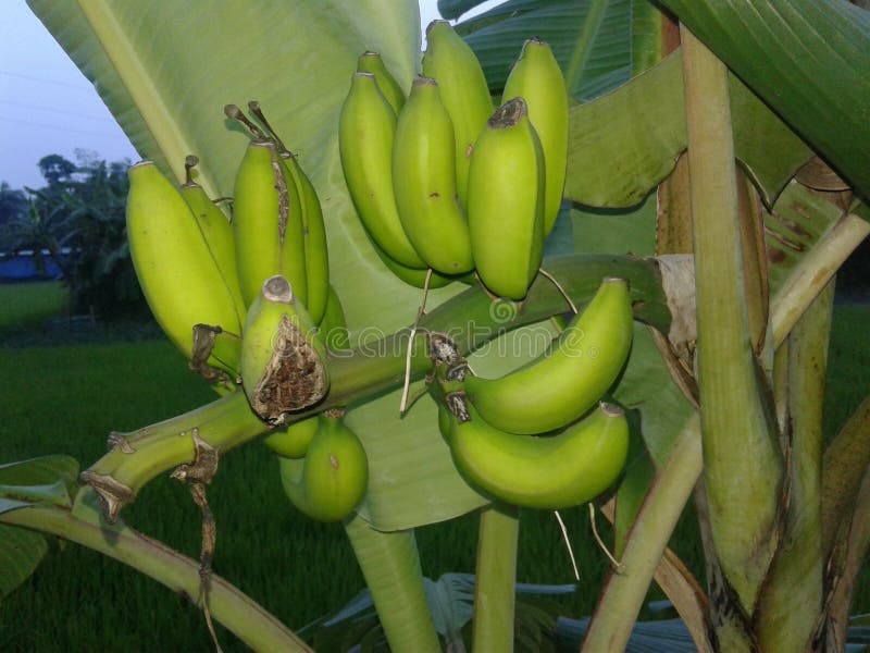 Banana stock image. Image of rode, side, banana, ggggajahsbzjxjxjah ...