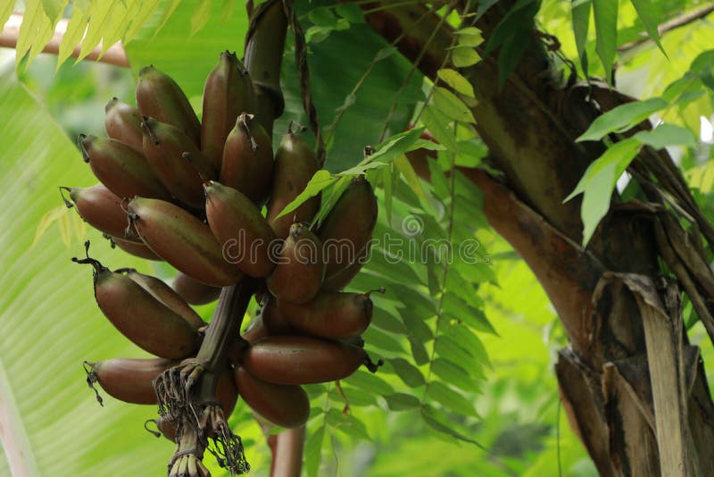 Banana indiana immagine stock. Immagine di agricoltura - 8218557