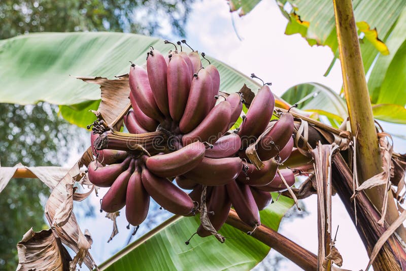 Banana roxa foto de stock. Imagem de folha, roxo, banana - 103522906