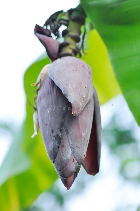 Banana Seed or Banana Plant, Banana Tree or Banana Blossom Stock Image ...