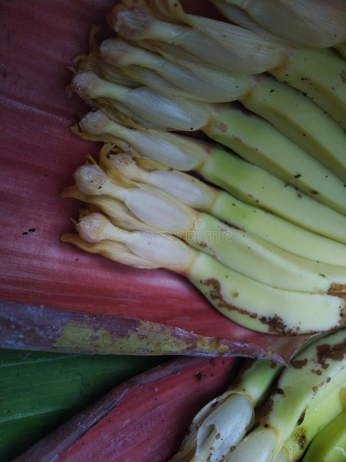 Banana Shoots on Red Cloverselected Focus Stock Photo - Image of dish ...