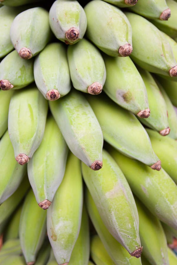 Banana shrub stock image. Image of fresh, market, bushel - 17914967