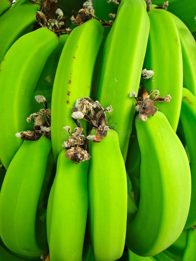 Banana Shrub stock image. Image of green, palm, vegetable - 22982097