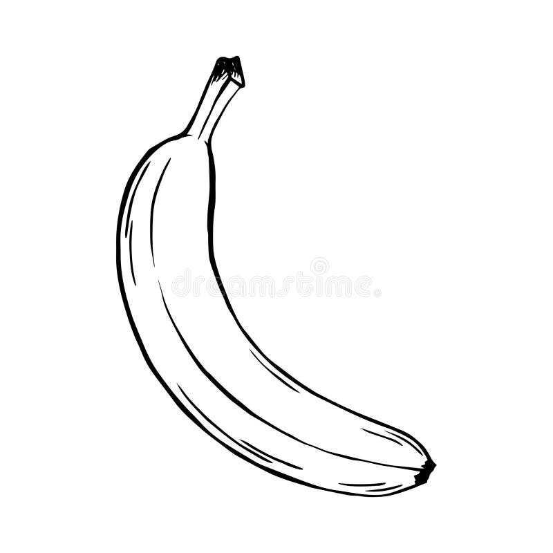 Banana Sketch, Vector Line Drawing, Simple Black and White Fruit ...