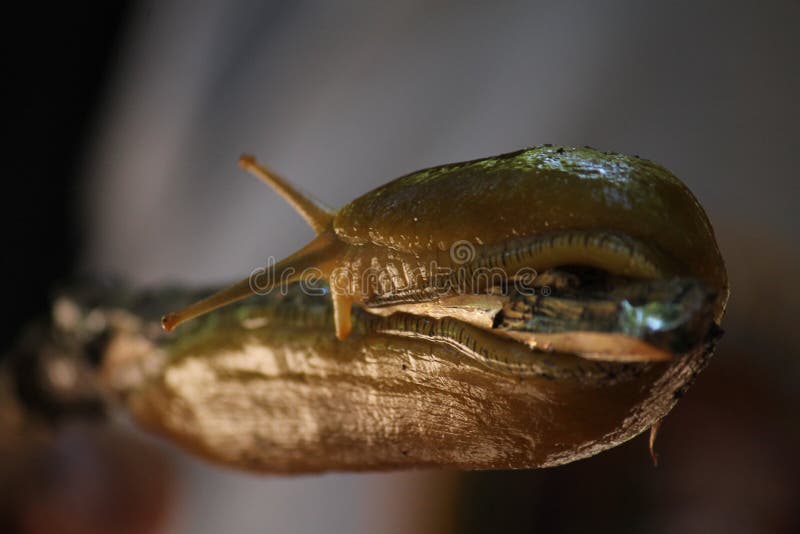 Banana Slug stock image. Image of insects, slug, muir - 69918585