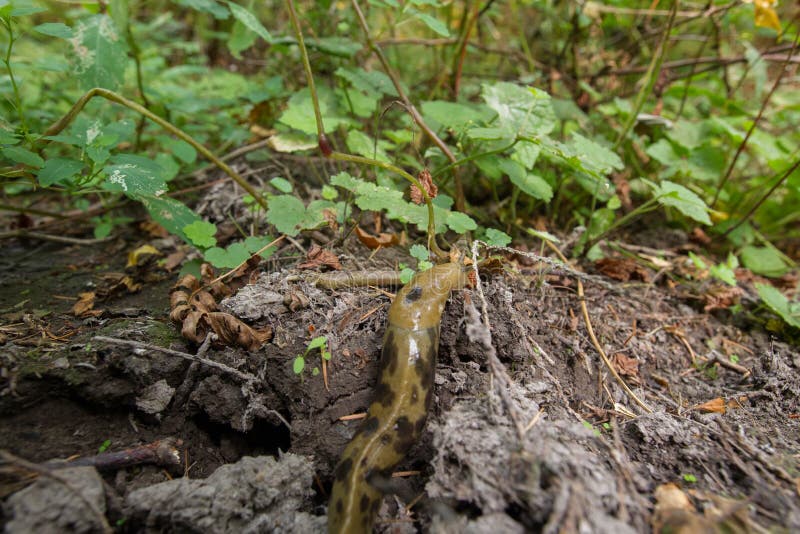 Banana slug stock photo. Image of banana, animal, oregon - 193163528