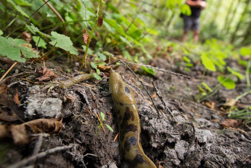 157 Banana Slug Tree Stock Photos - Free & Royalty-Free Stock Photos ...