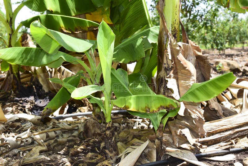 Banana Small tree stock image. Image of azores, fresh - 250271833