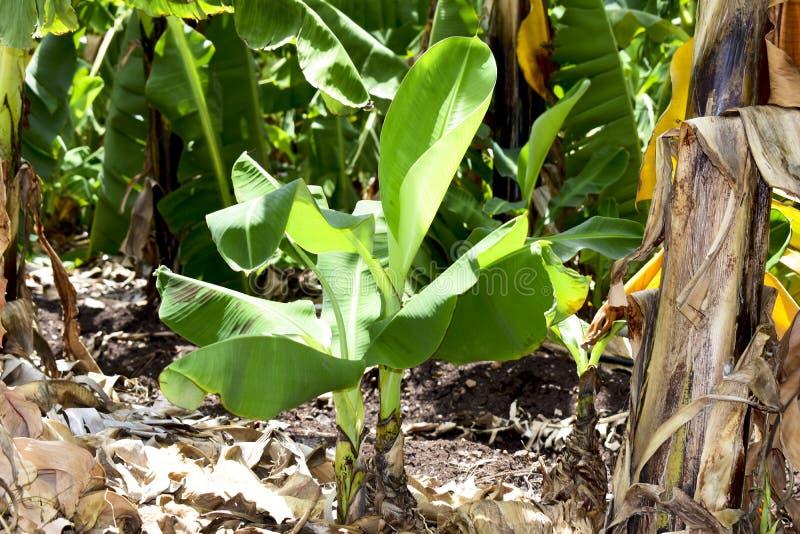 Banana Small tree stock image. Image of green, botany - 250271907