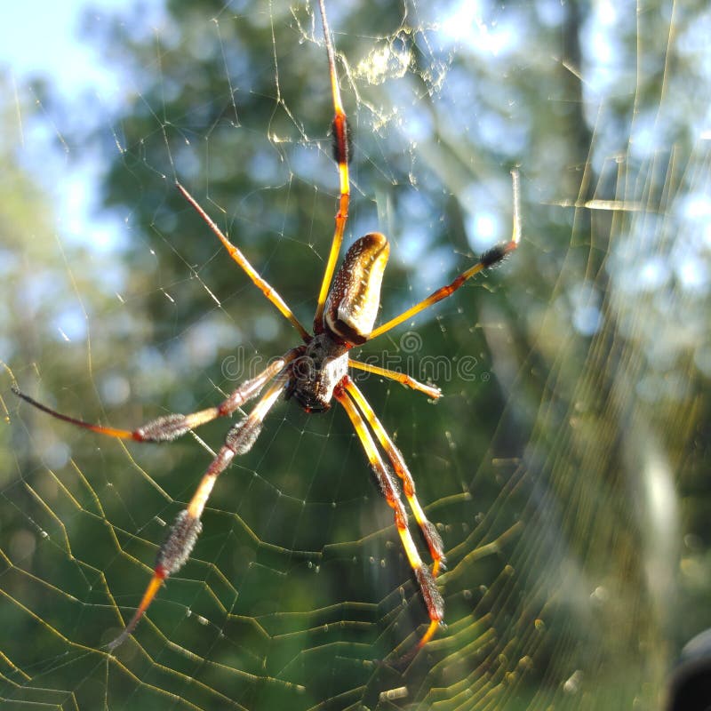 Banana Spider Chilling in it Web Stock Image - Image of invertebrate ...